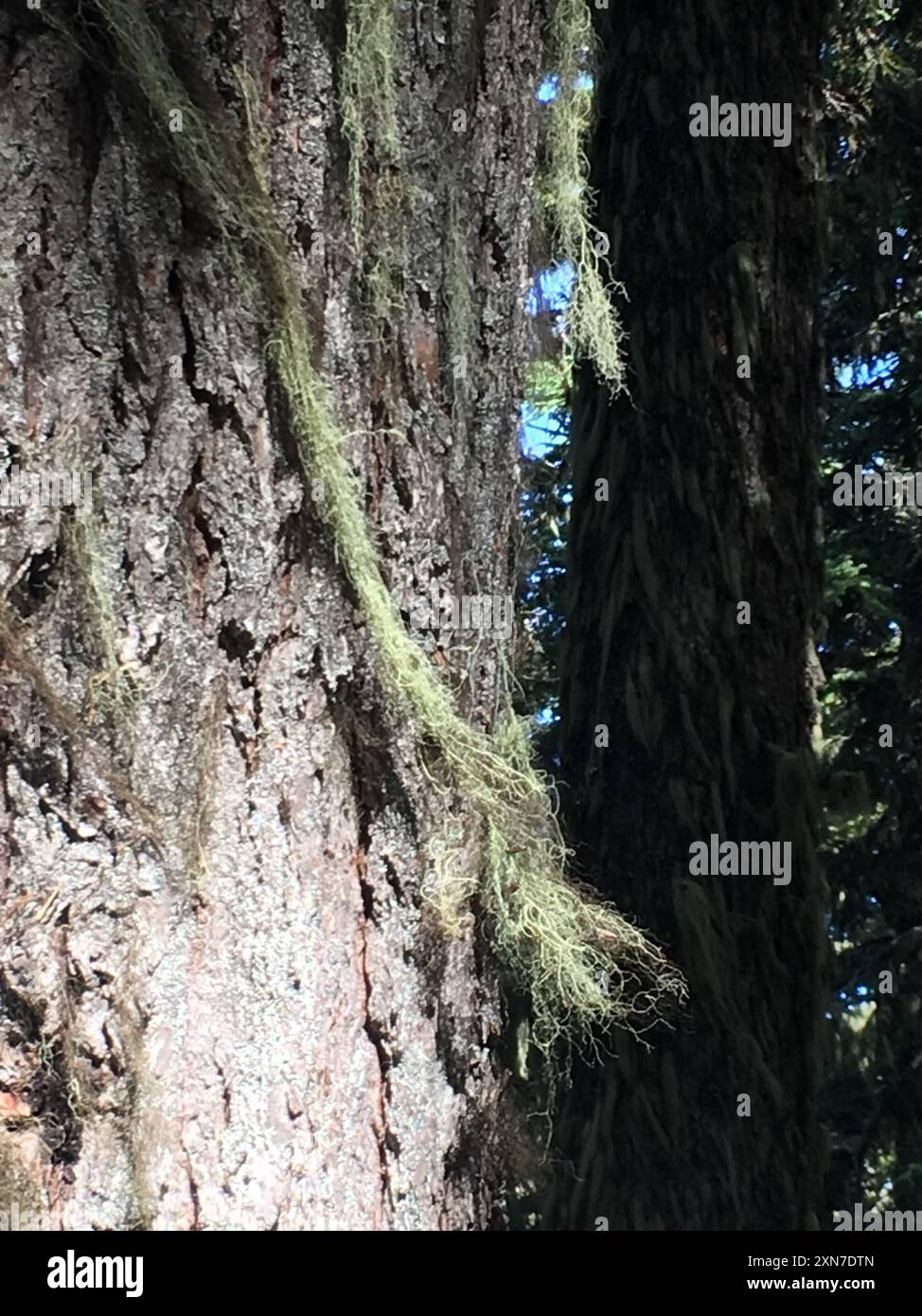 Witch's Hair Lichens (Alectoria) Fungi Stock Photo - Alamy