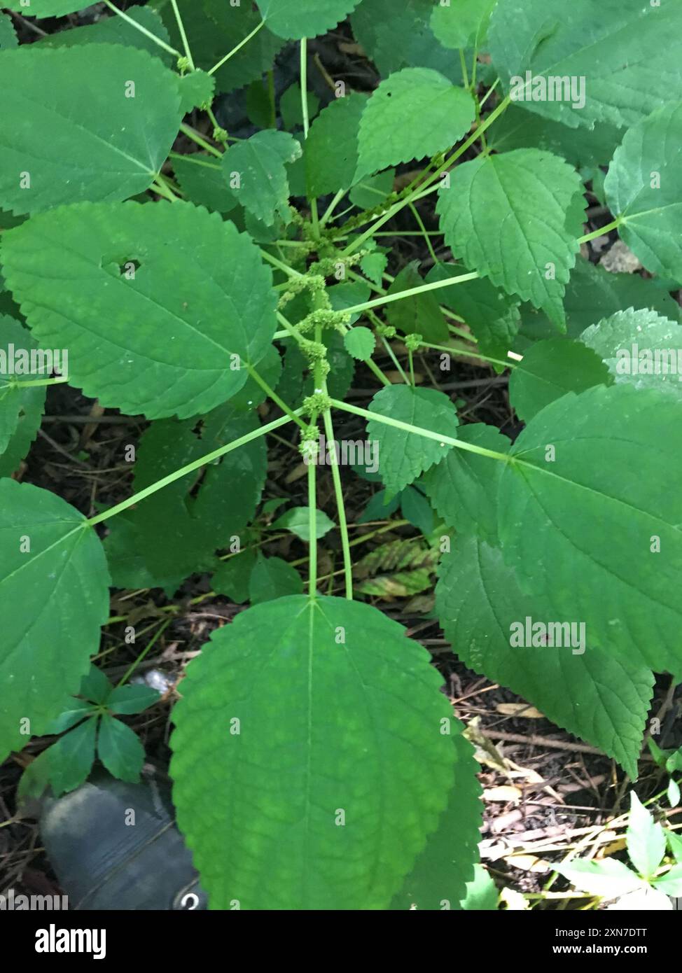 false nettle (Boehmeria cylindrica) Plantae Stock Photo - Alamy