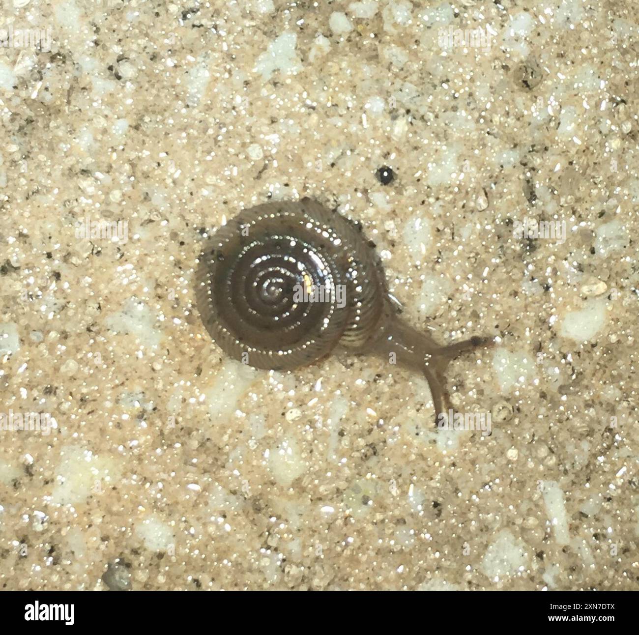 Southern Flatcoil (Polygyra cereolus) Mollusca Stock Photo - Alamy
