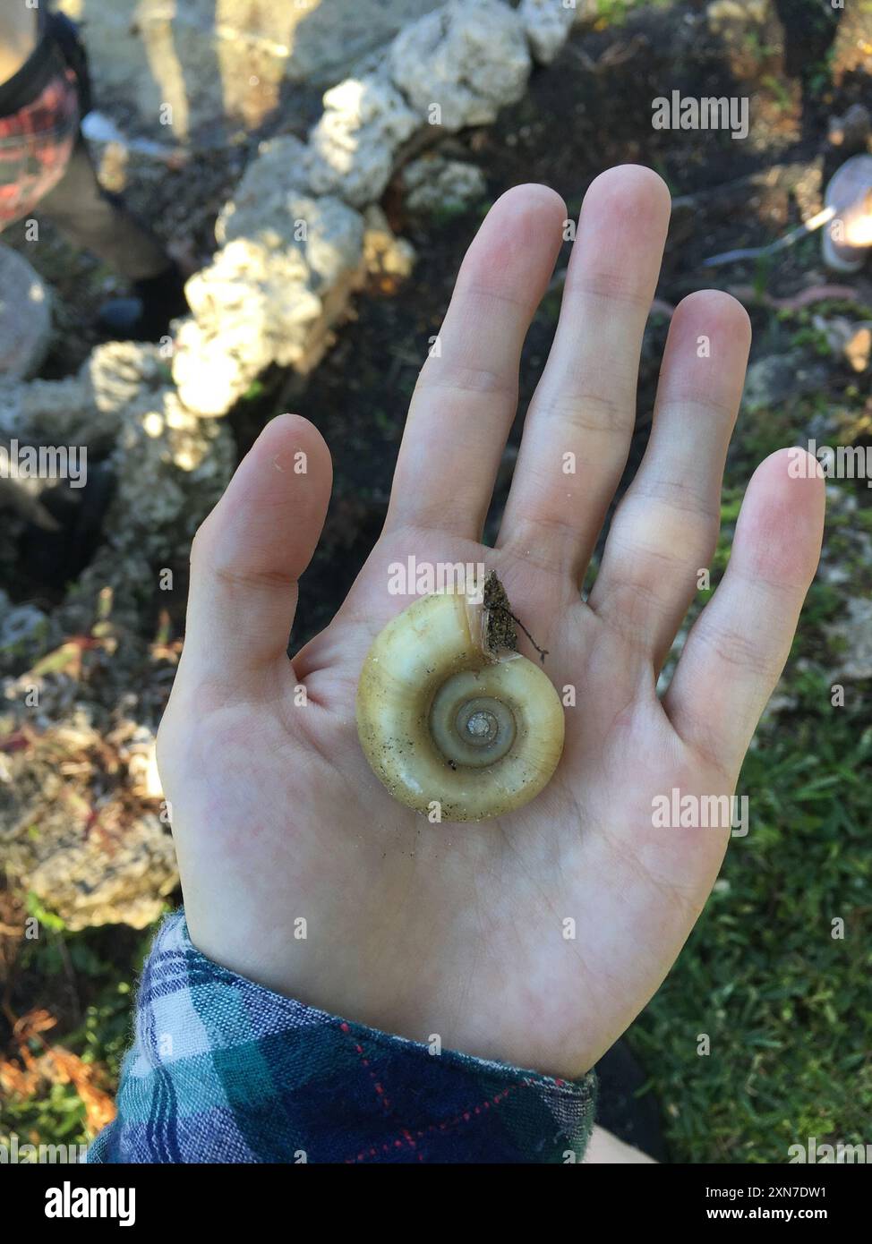 Giant Ramshorn Snail (Marisa cornuarietis) Mollusca Stock Photo - Alamy