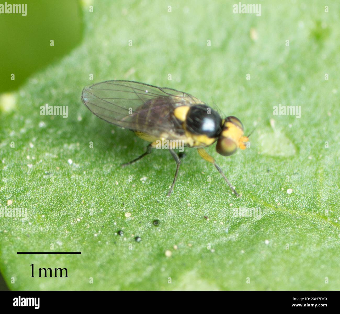 Leaf-miner Flies (Agromyzidae) Insecta Stock Photo - Alamy