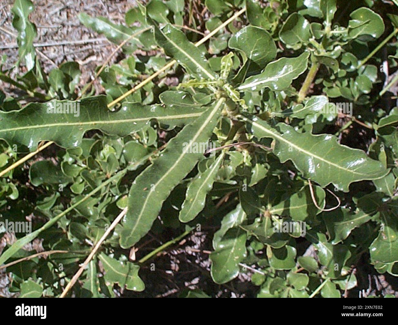 Bushveld Gardenia (Gardenia volkensii) Plantae Stock Photo - Alamy