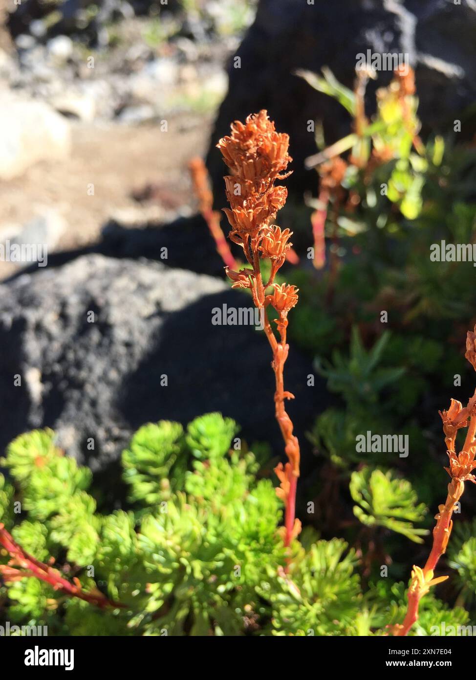 Partridgefoot (Luetkea pectinata) Plantae Stock Photo - Alamy