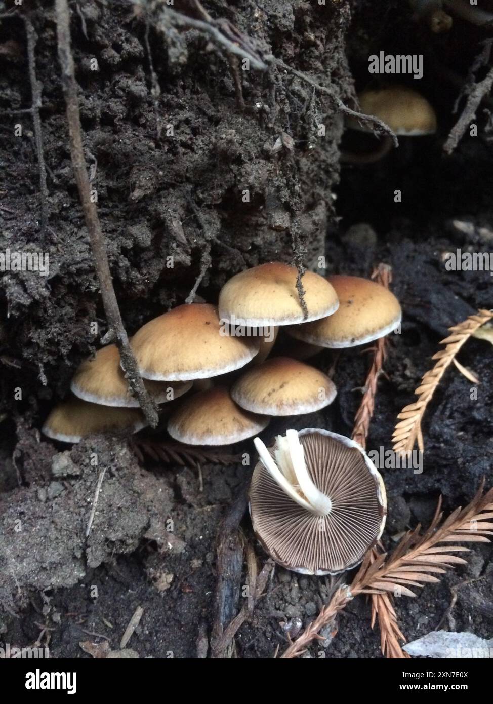 Common Stump Brittlestem (Psathyrella piluliformis) Fungi Stock Photo ...