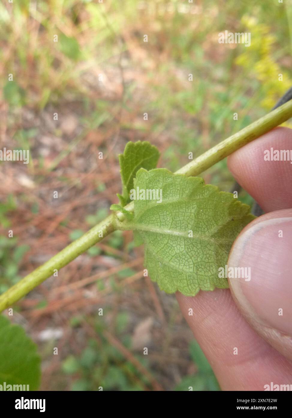 smaller white snakeroot (Ageratina aromatica) Plantae Stock Photo - Alamy