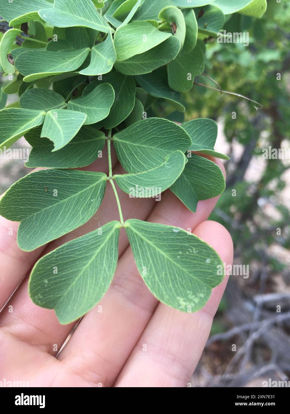 Mexican logwood (Haematoxylum brasiletto) Plantae Stock Photo - Alamy
