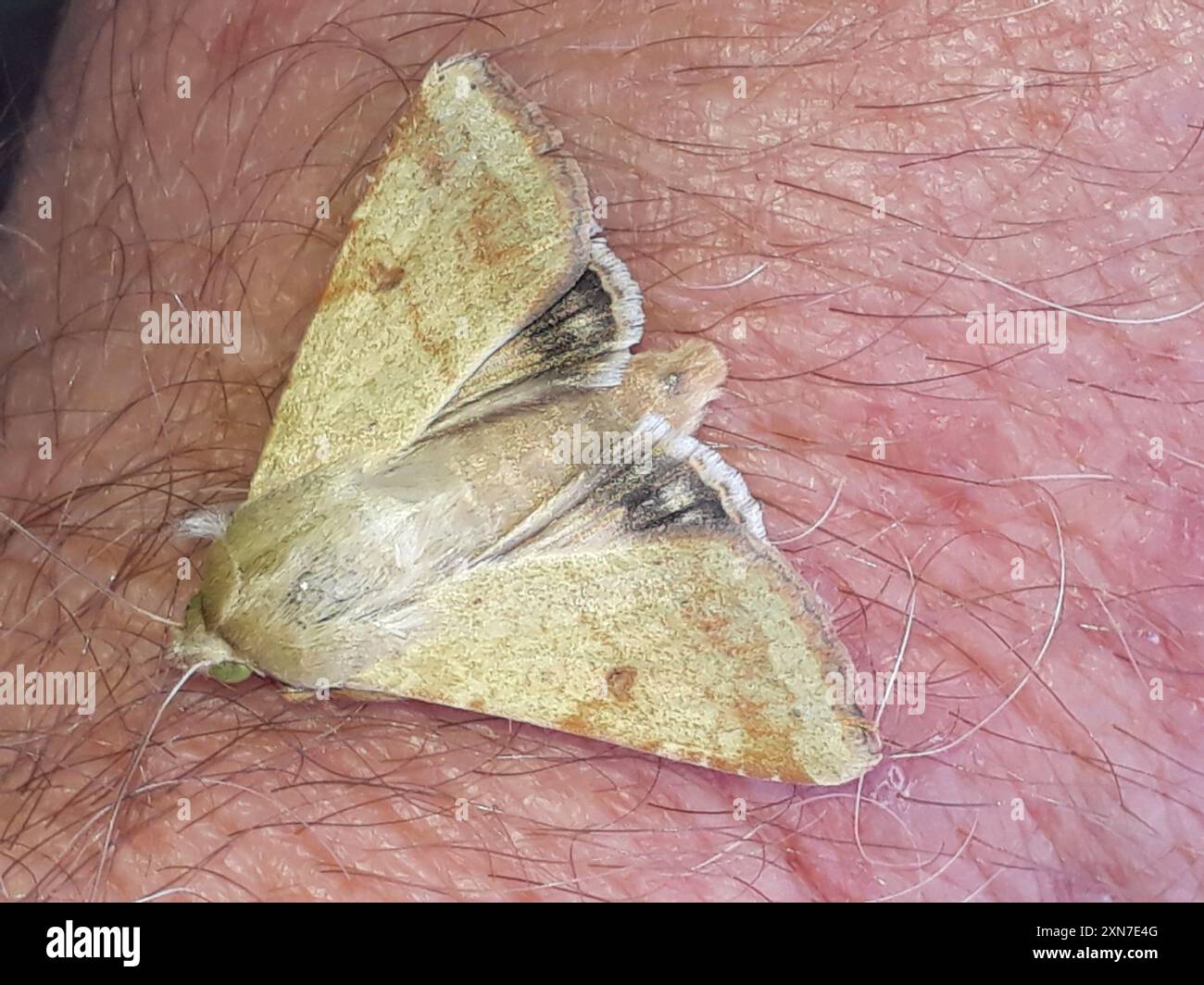 Cotton Bollworm Moth (Helicoverpa armigera) Insecta Stock Photo - Alamy