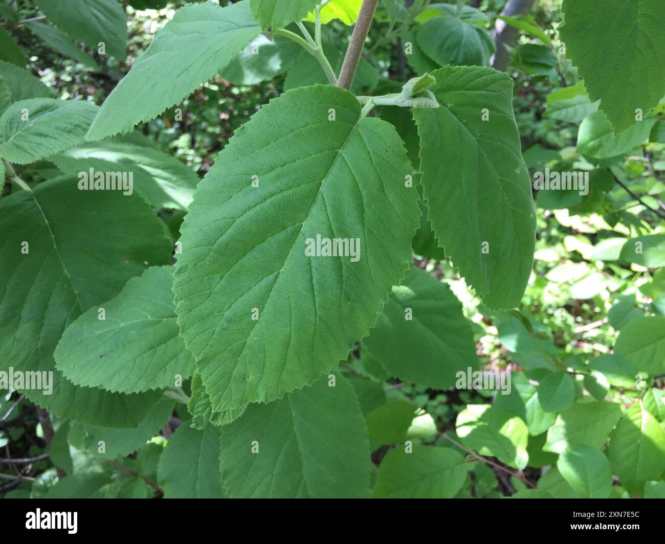Wayfaring-tree (Viburnum lantana) Plantae Stock Photo - Alamy