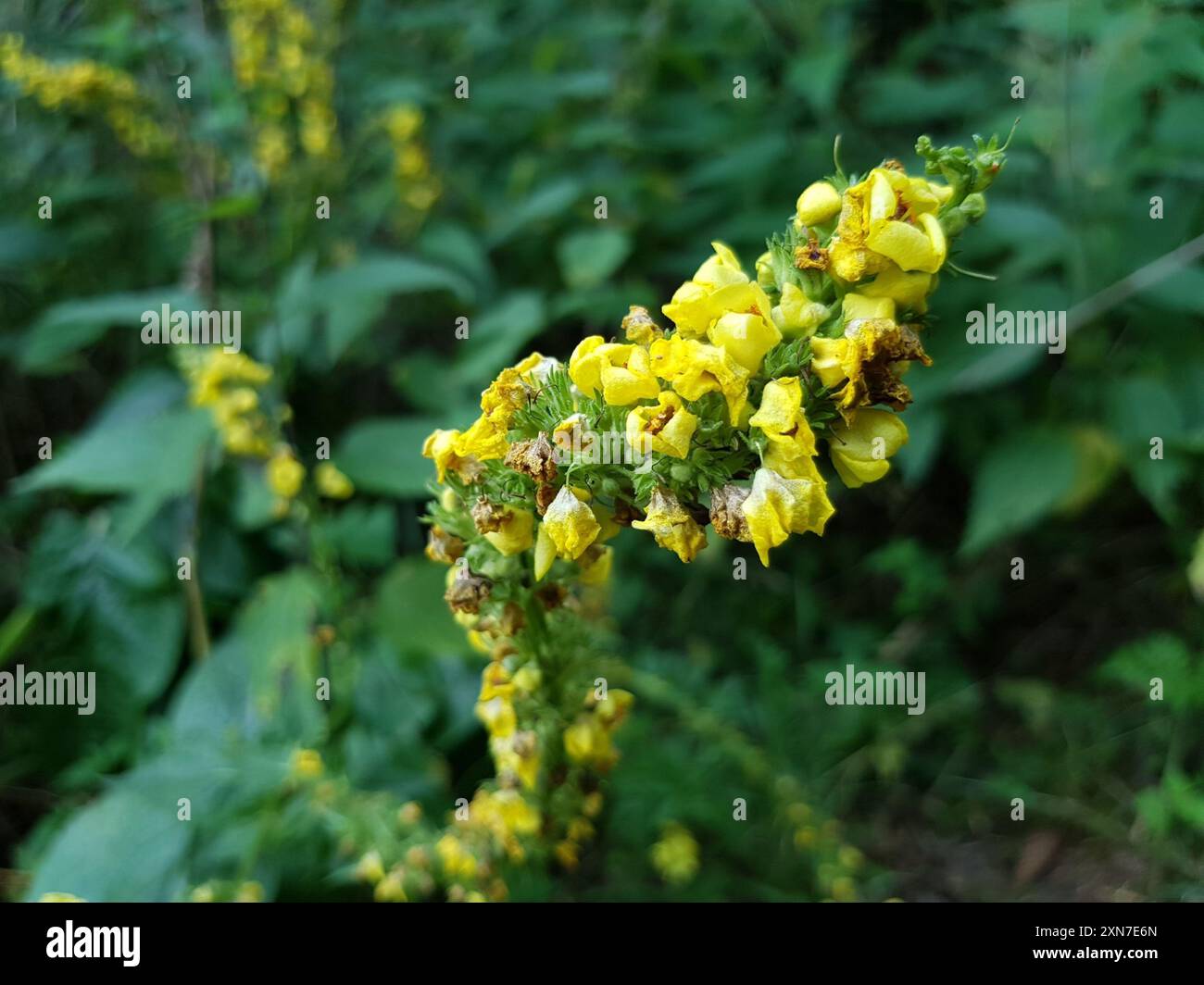 Dark Mullein (Verbascum nigrum) Plantae Stock Photo - Alamy