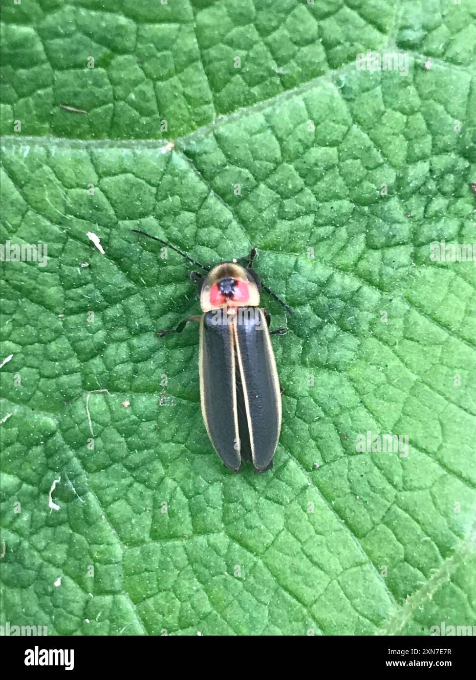 Common Eastern Firefly (Photinus pyralis) Insecta Stock Photo - Alamy