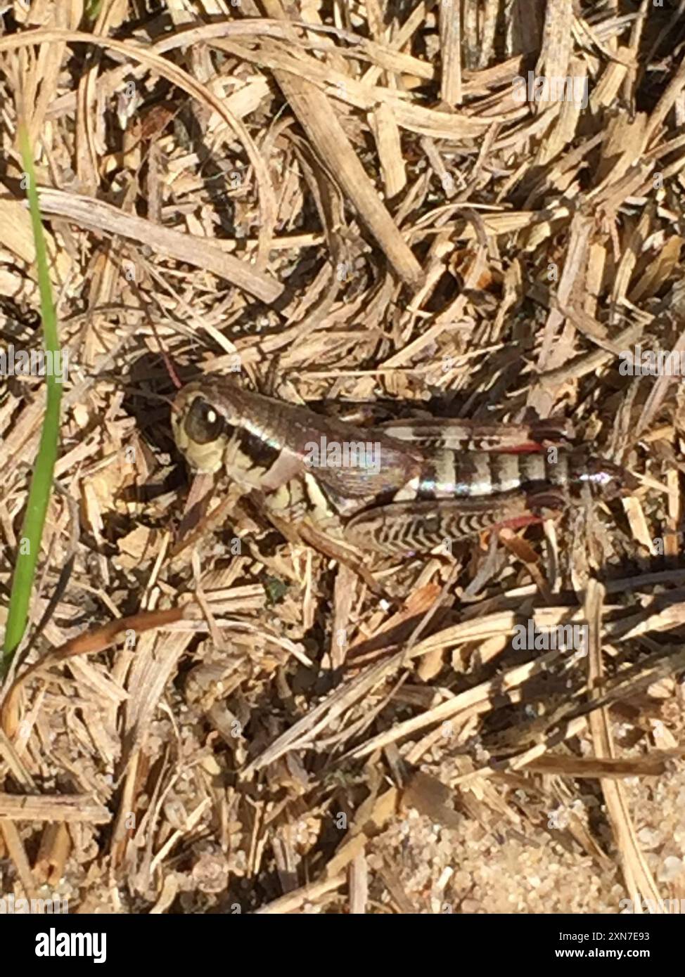 Dawson's Spur-throat Grasshopper (Melanoplus dawsoni) Insecta Stock ...