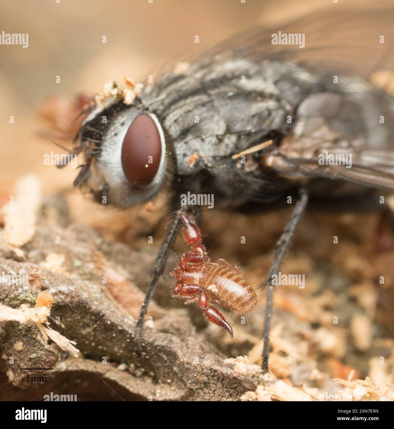 Bristle Flies (Tachinidae) Insecta Stock Photo - Alamy