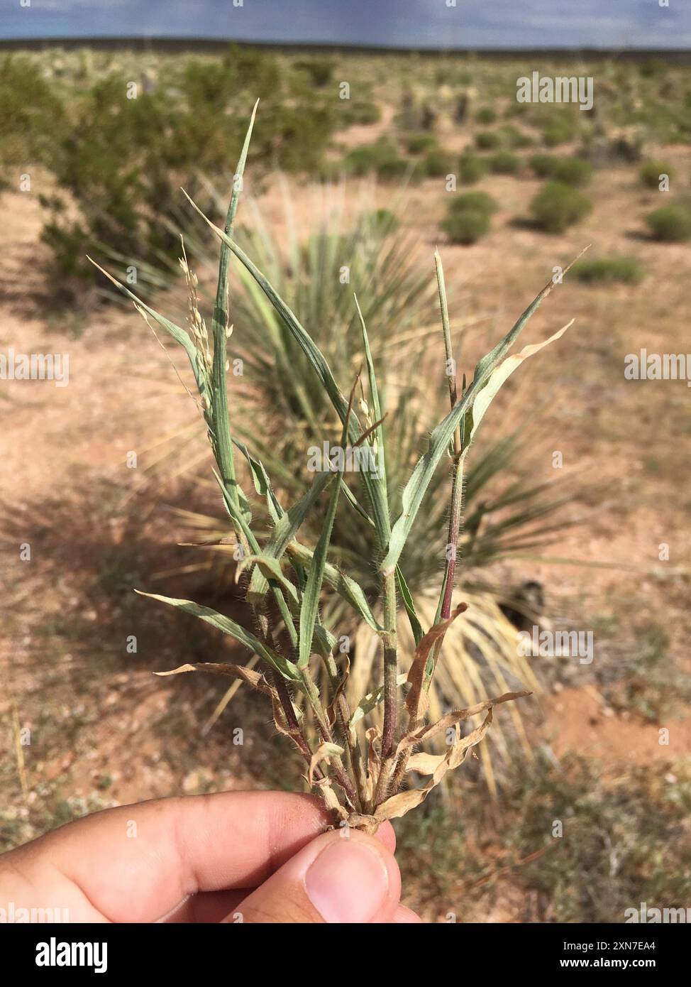 Mexican panicgrass (Panicum hirticaule) Plantae Stock Photo - Alamy