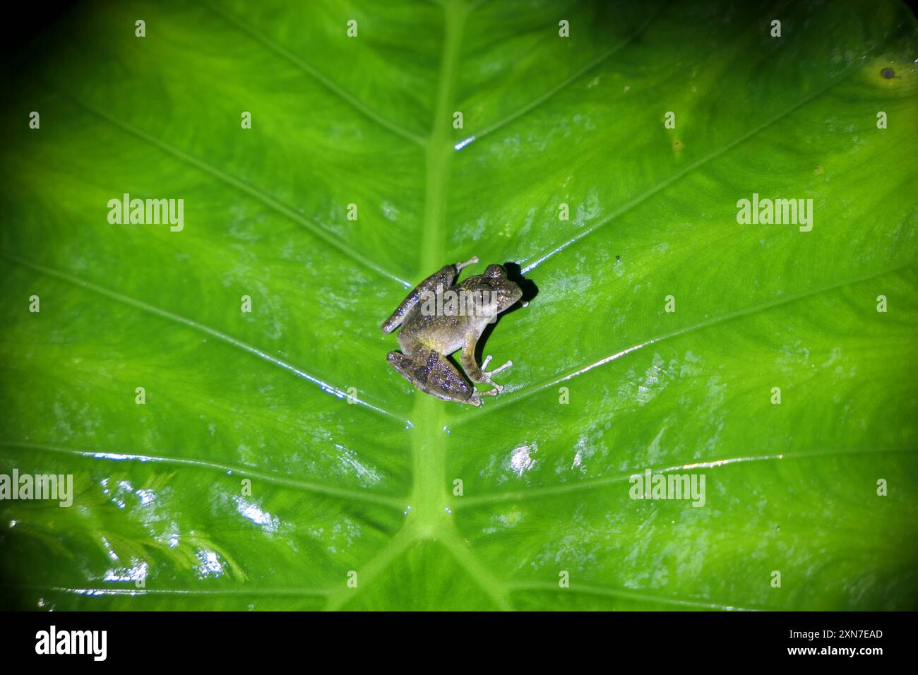 Yaeyama Kajika Frog (Buergeria choui) Amphibia Stock Photo - Alamy