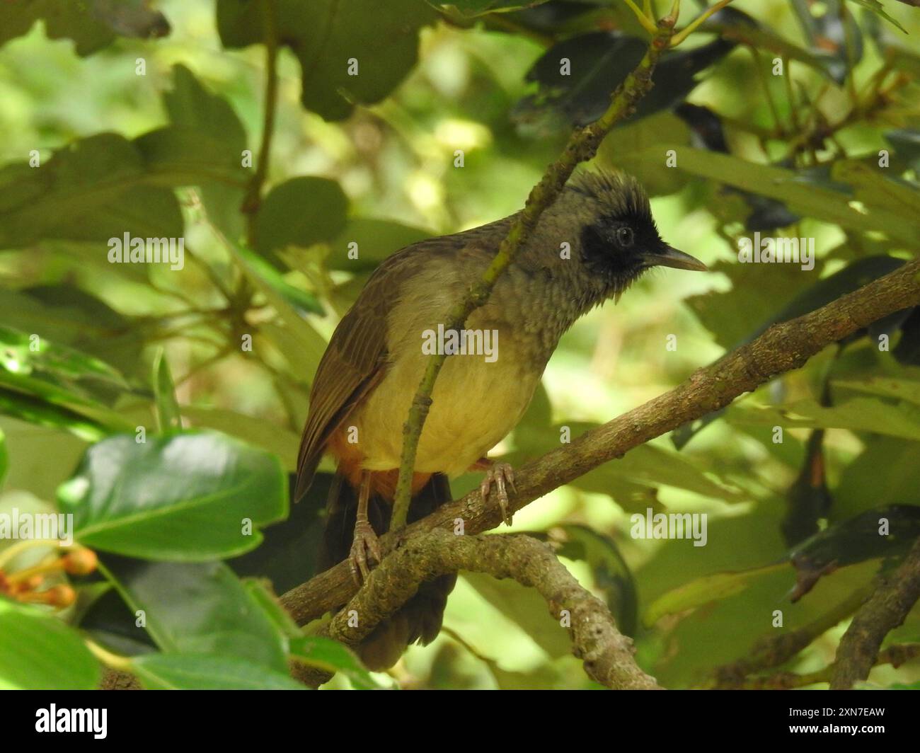 Pterorhinus perspicillatus hi-res stock photography and images - Alamy