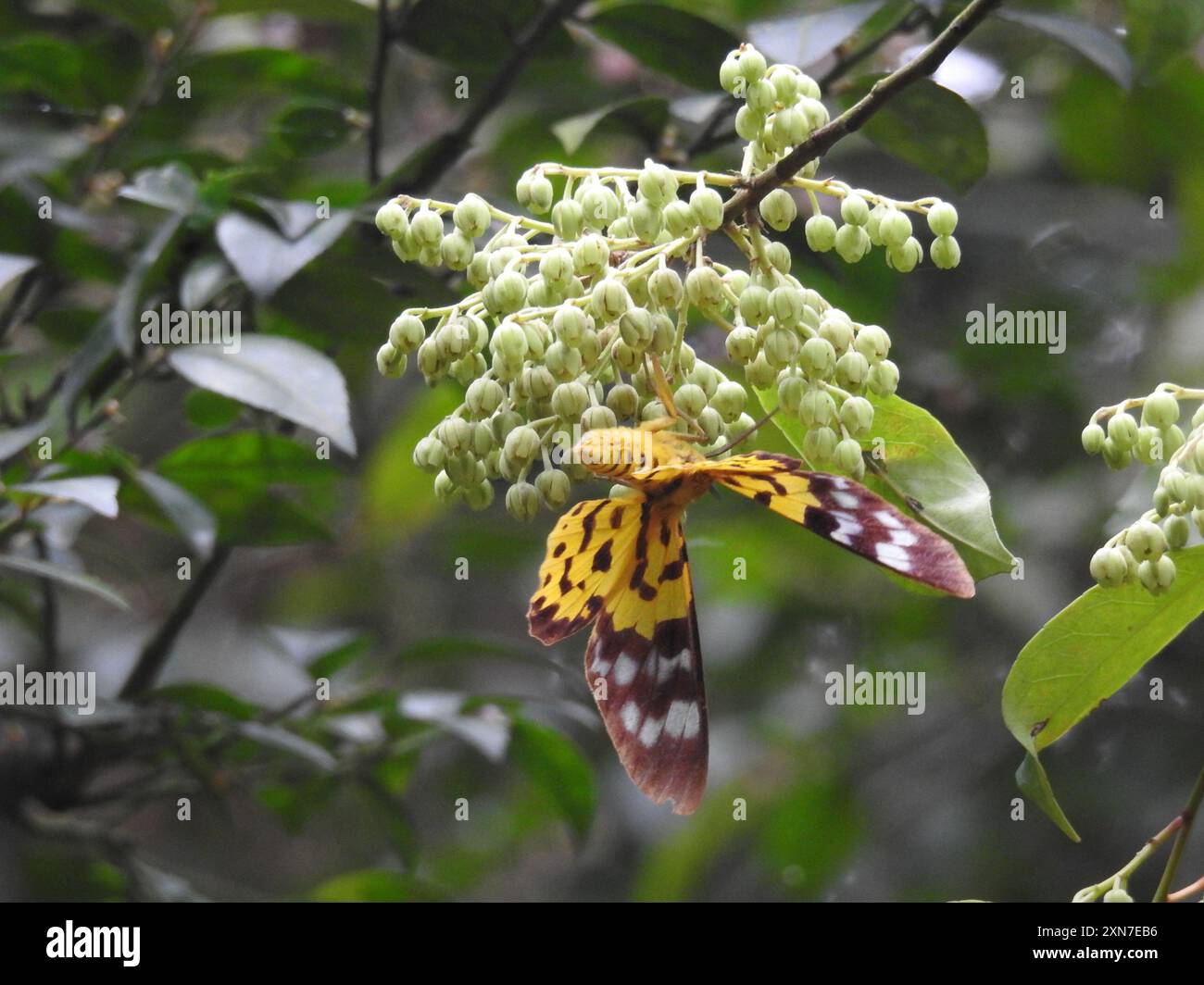 False Tiger Moth (Dysphania militaris) Insecta Stock Photo - Alamy