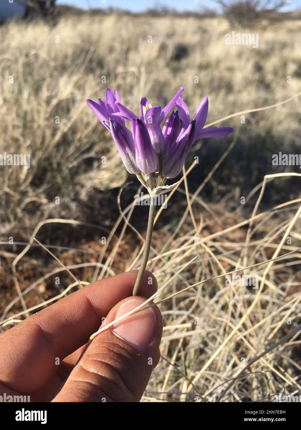 few-flowered bluedicks (Dipterostemon capitatus pauciflorus) Plantae ...