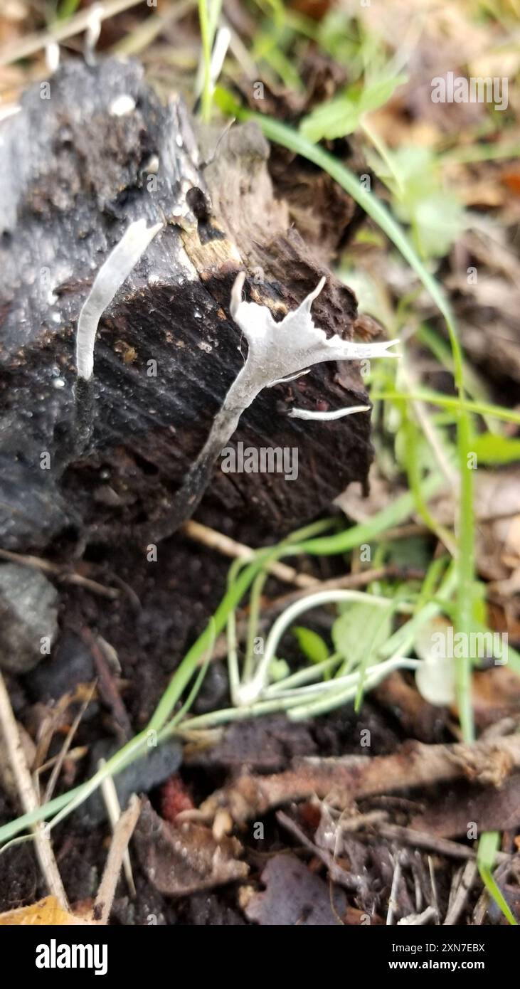 Candlesnuff Fungus (Xylaria hypoxylon) Fungi Stock Photo - Alamy