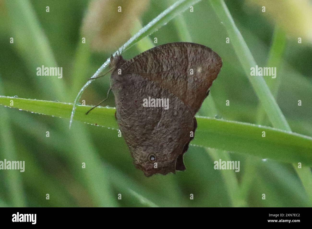 Common Evening Brown (Melanitis leda) Insecta Stock Photo - Alamy