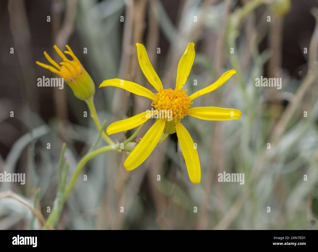 threadleaf groundsel (Senecio flaccidus) Plantae Stock Photo - Alamy