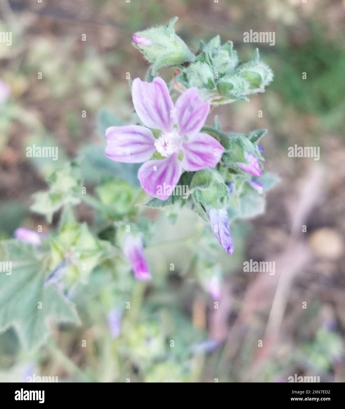Cretan mallow (Malva multiflora) Plantae Stock Photo - Alamy