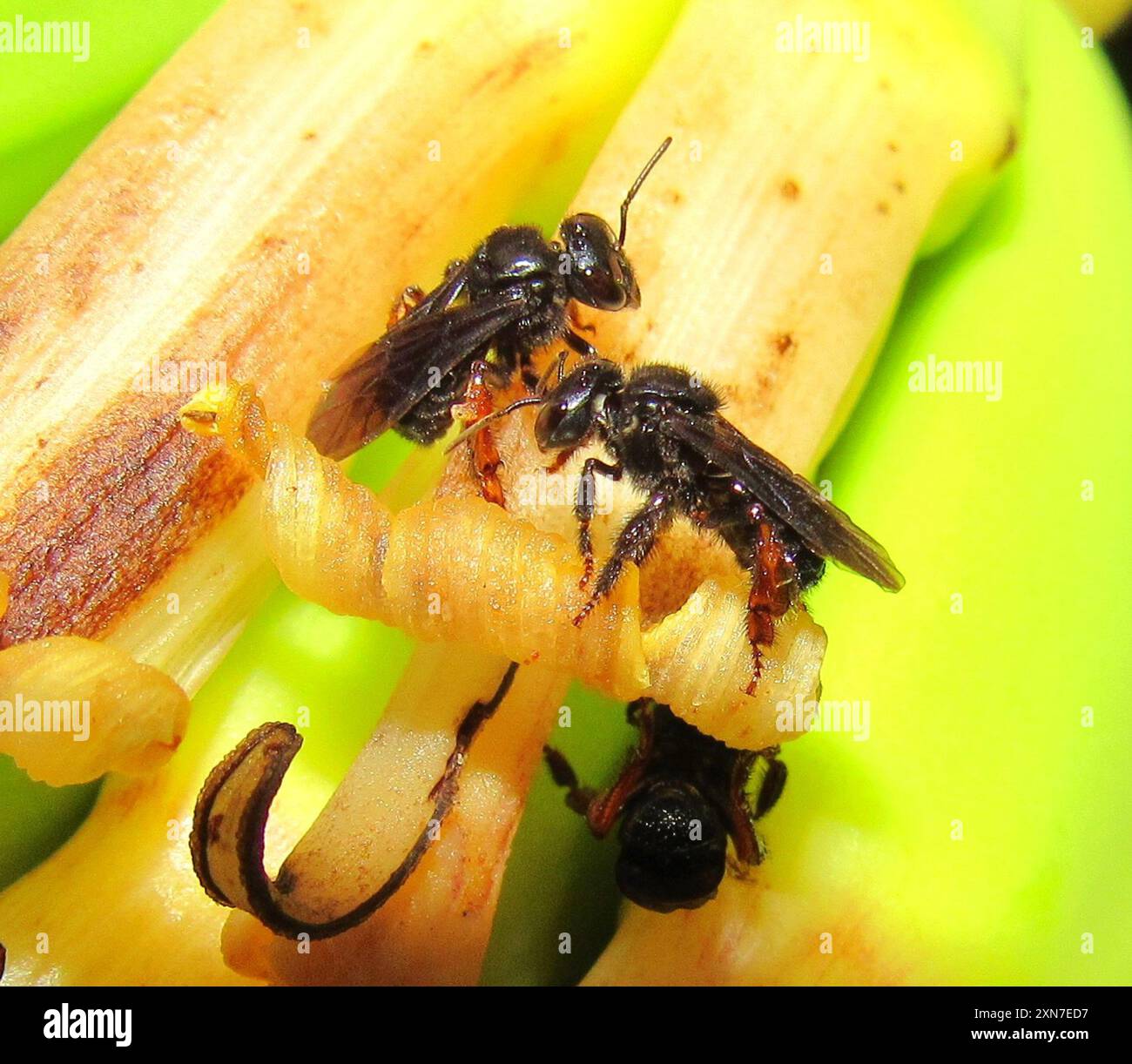 Spiny-legged Stingless bee (Trigona spinipes) Insecta Stock Photo - Alamy