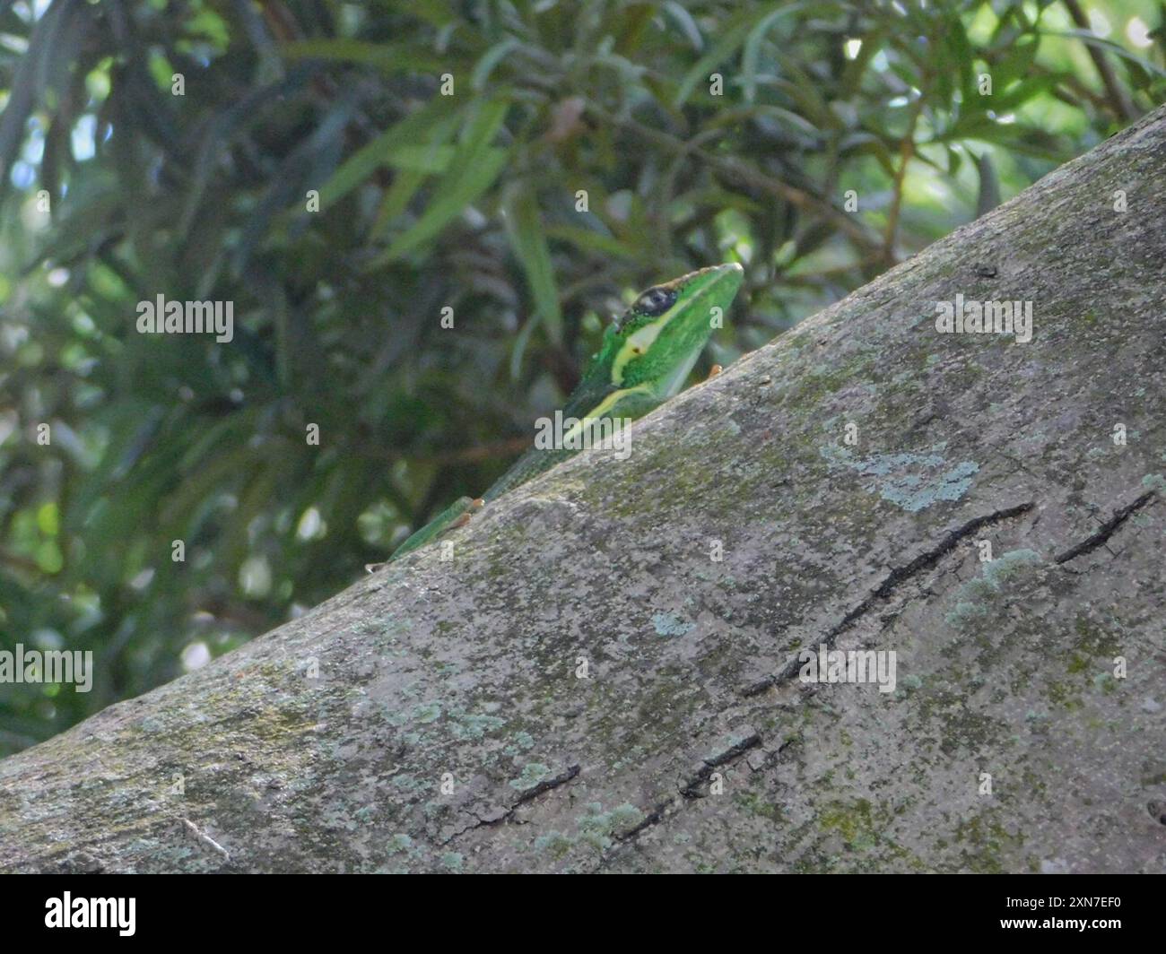 Knight Anole (Anolis equestris) Reptilia Stock Photo - Alamy