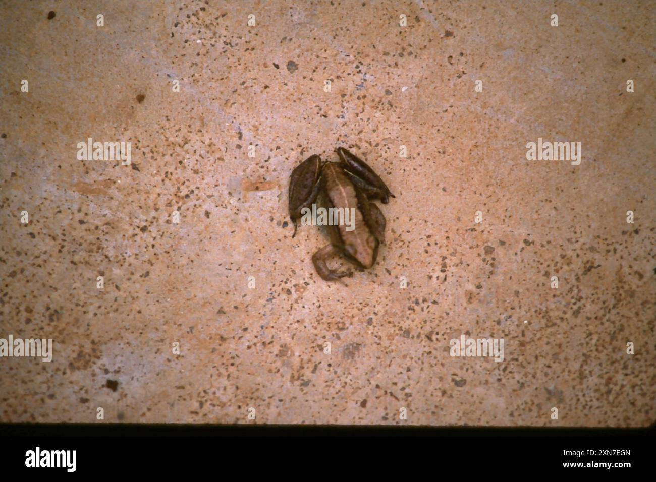 Eastern puddle frog (Phrynobatrachus acridoides) Amphibia Stock Photo ...