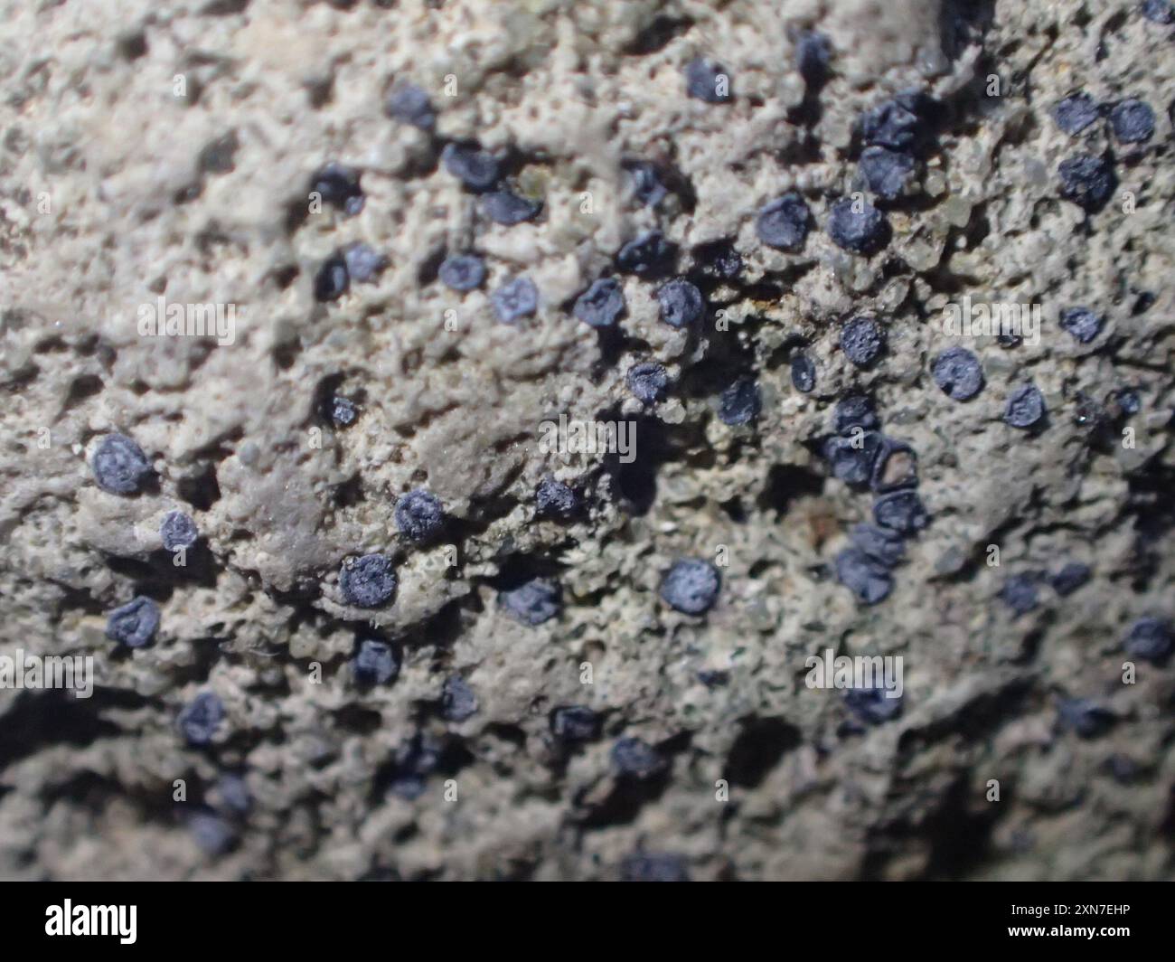Frosted Grain-spored Lichen (Sarcogyne regularis) Fungi Stock Photo - Alamy