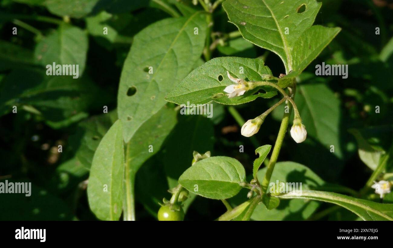 eastern black nightshade (Solanum emulans) Plantae Stock Photo - Alamy