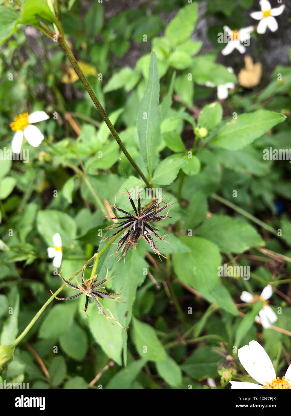 White beggarticks (Bidens alba) Plantae Stock Photo - Alamy