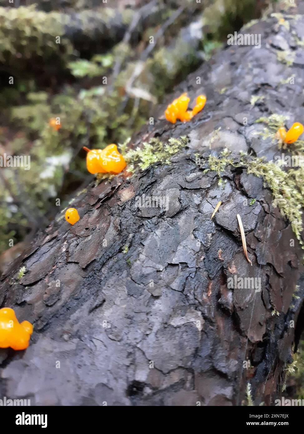 Orange Jelly Spot (Dacrymyces chrysospermus) Fungi Stock Photo - Alamy