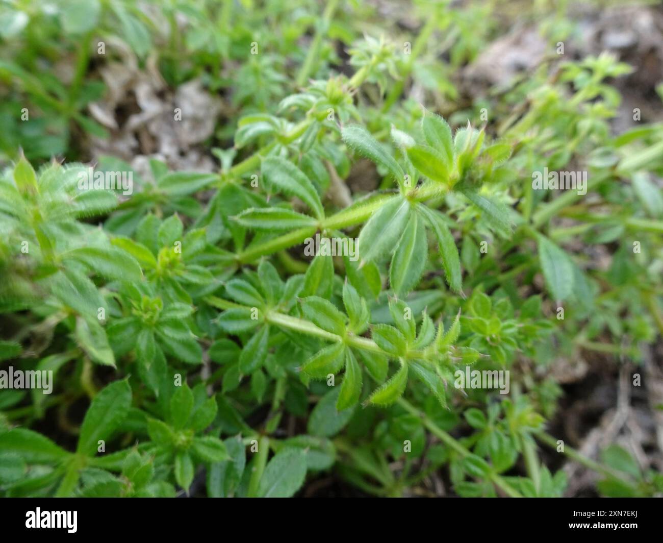 catchweed bedstraw (Galium aparine) Plantae Stock Photo - Alamy
