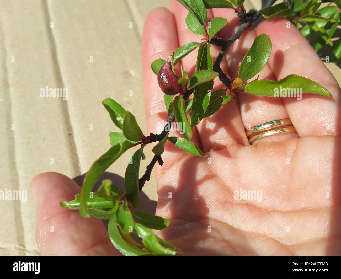 Chickasaw plum (Prunus angustifolia) Plantae Stock Photo - Alamy