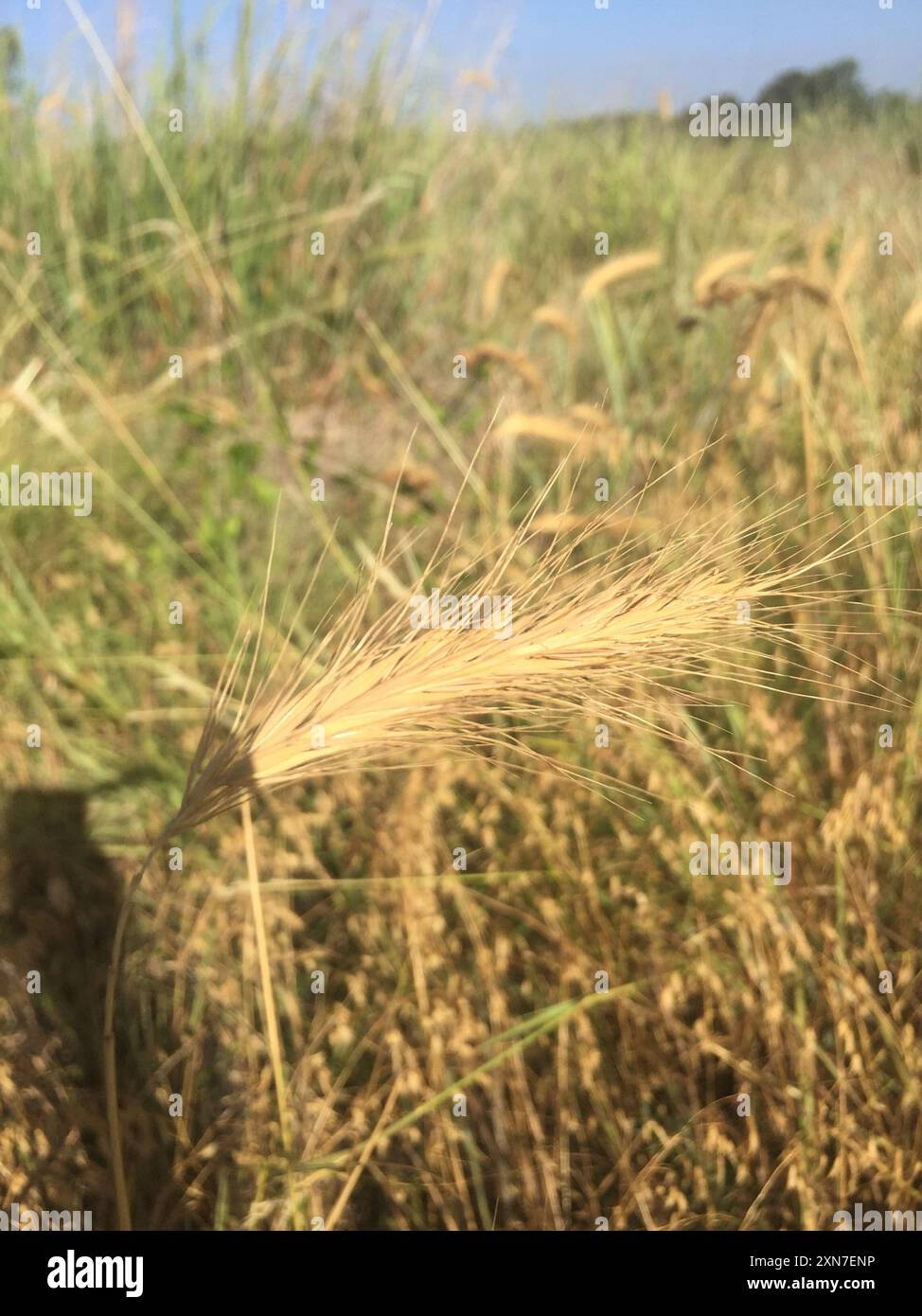 Canada wild rye (Elymus canadensis) Plantae Stock Photo - Alamy
