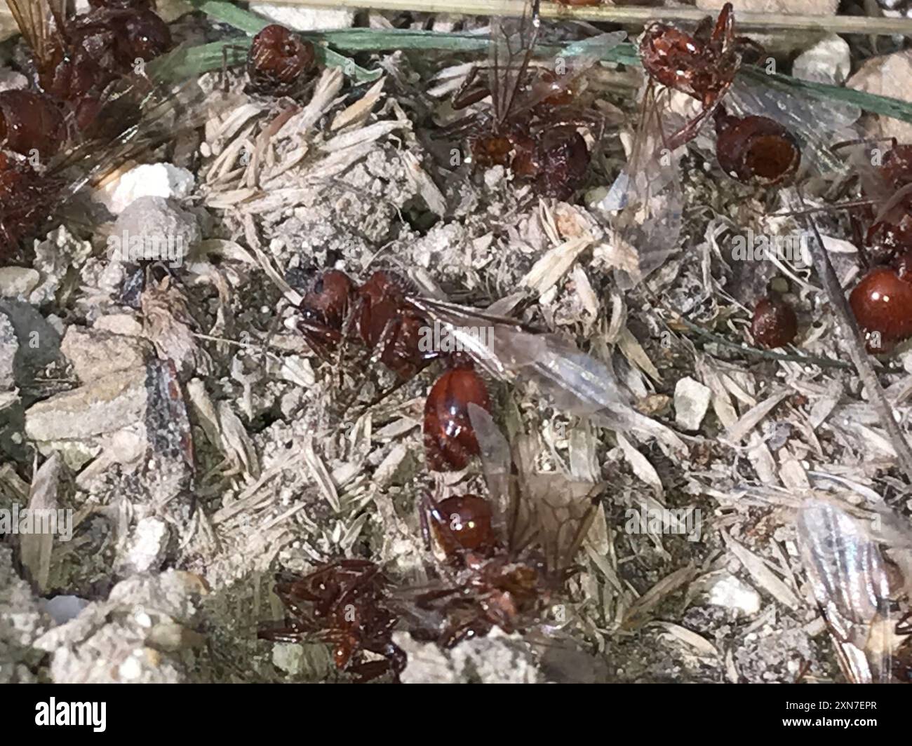 Typical American Harvester Ants (Pogonomyrmex) Insecta Stock Photo - Alamy