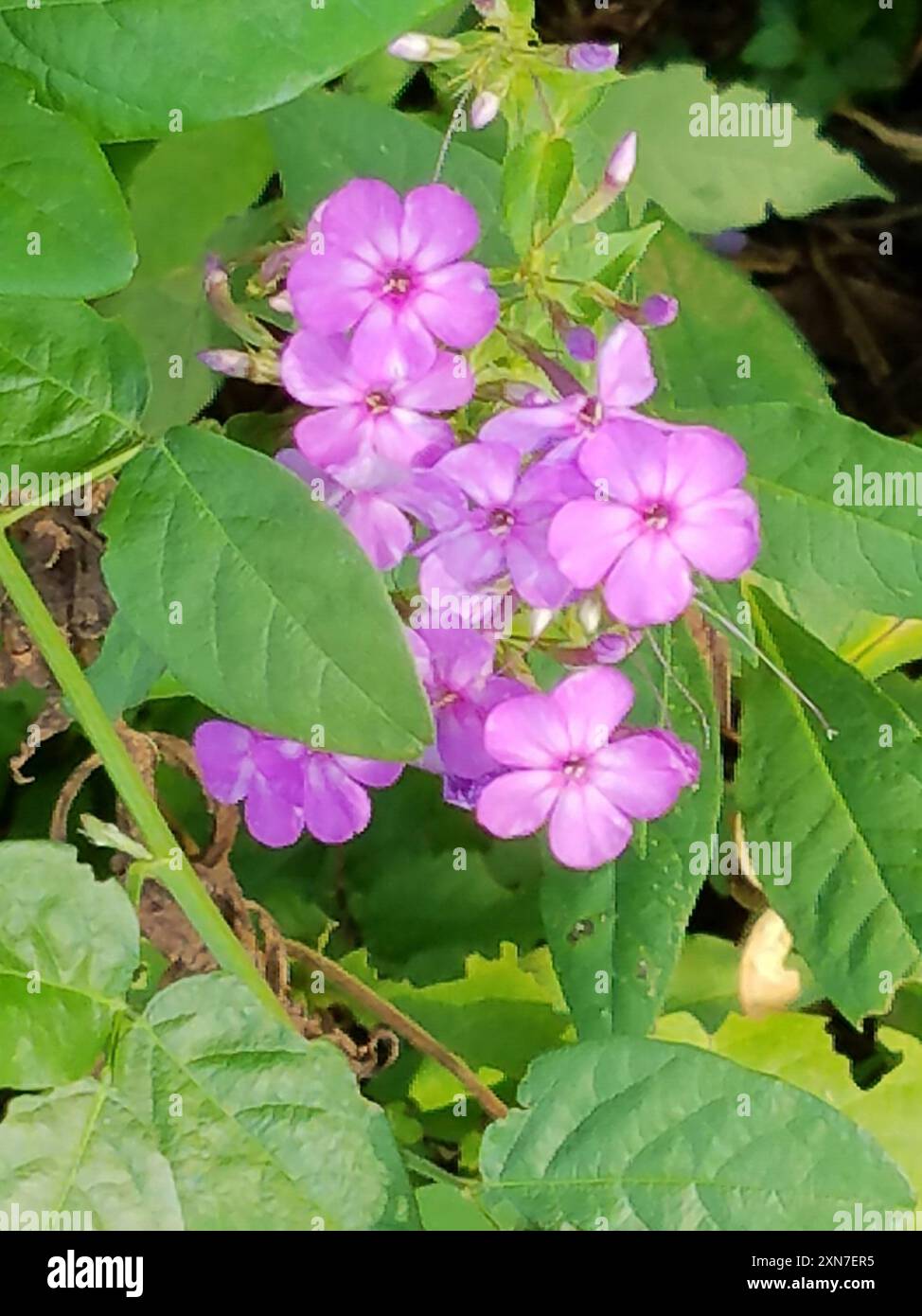 fall phlox (Phlox paniculata) Plantae Stock Photo - Alamy