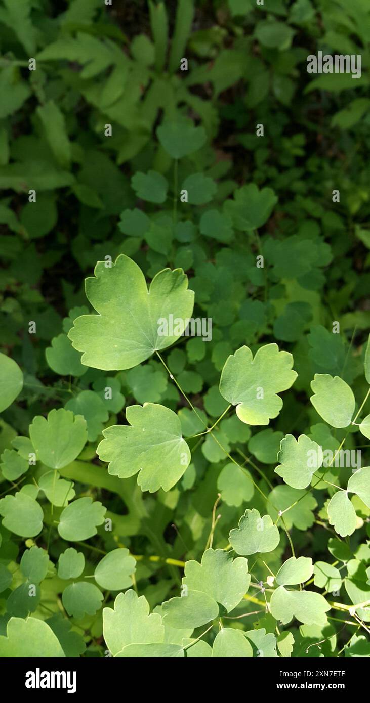 tall meadow-rue (Thalictrum pubescens) Plantae Stock Photo - Alamy