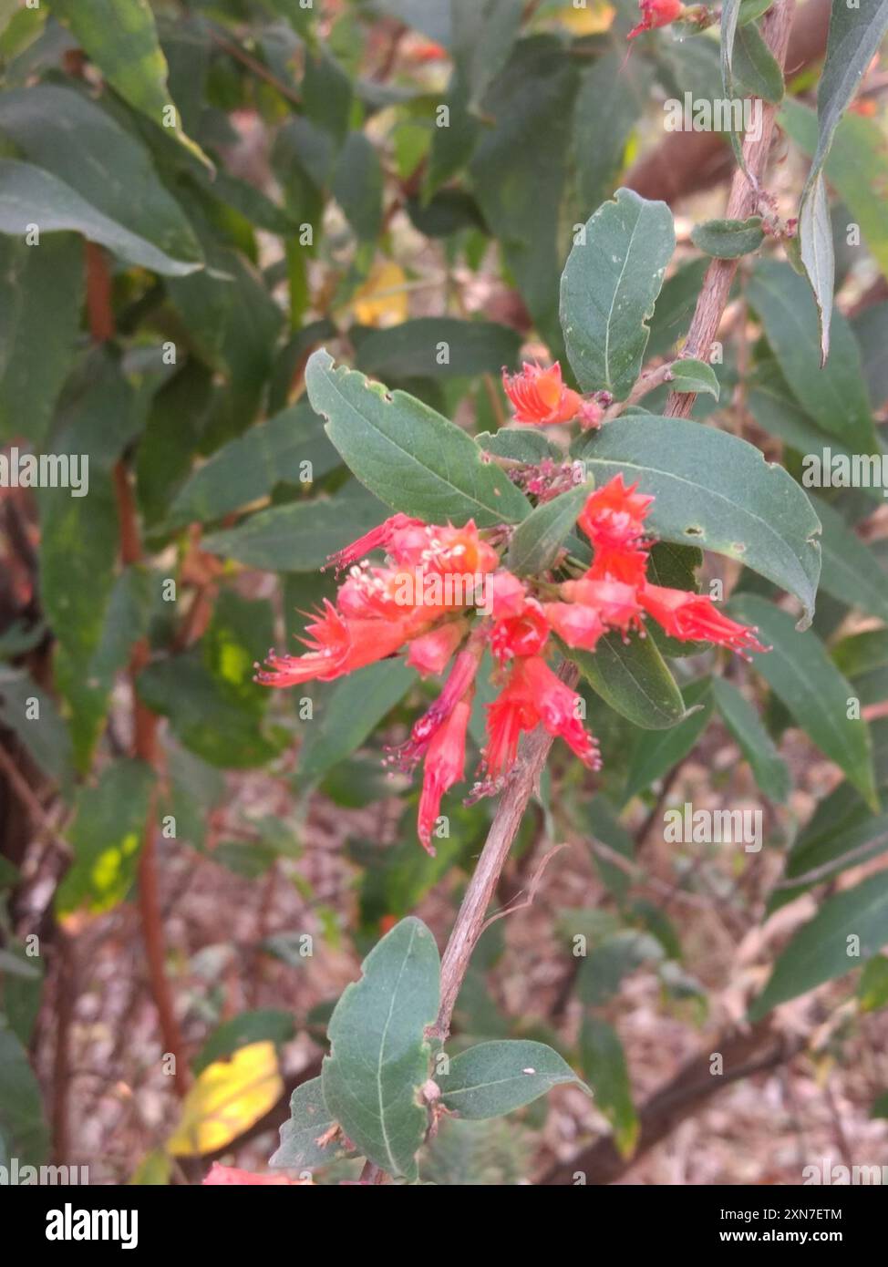 Fire-flame bush (Woodfordia fruticosa) Plantae Stock Photo - Alamy