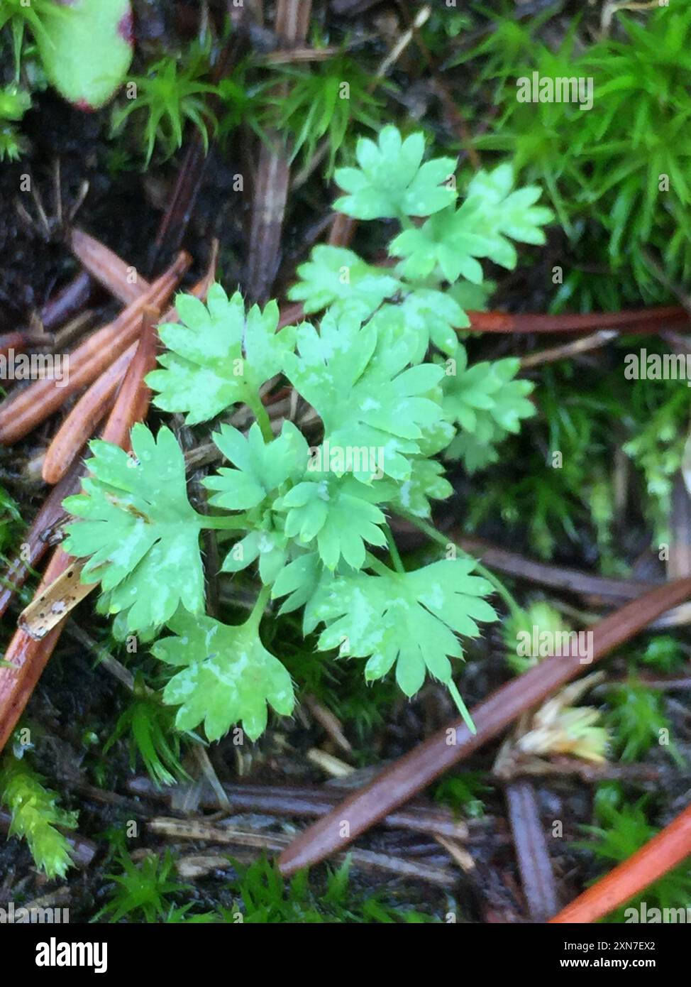 Field Parsley Piert (Alchemilla arvensis) Plantae Stock Photo - Alamy