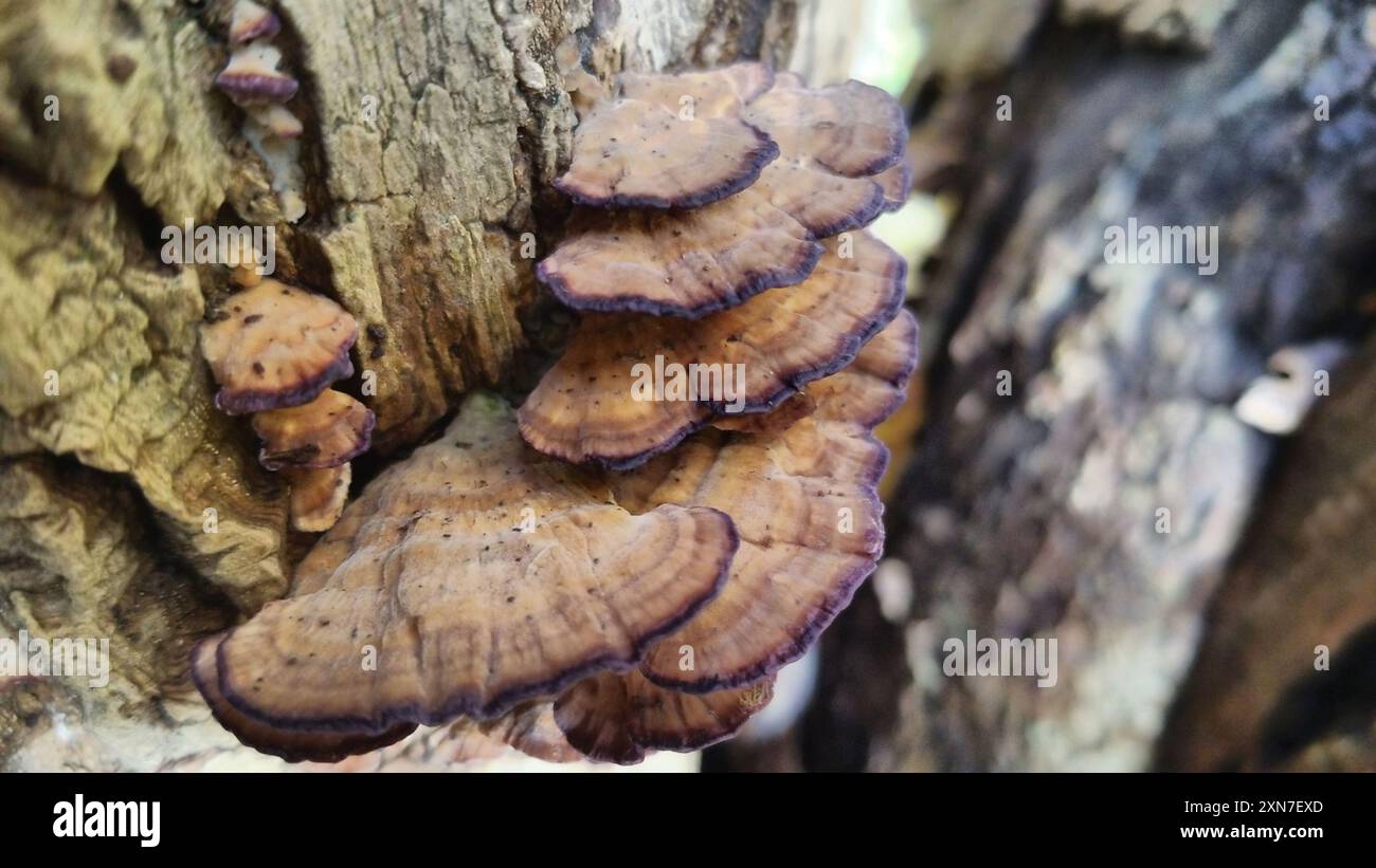 violet-toothed polypore (Trichaptum biforme) Fungi Stock Photo - Alamy
