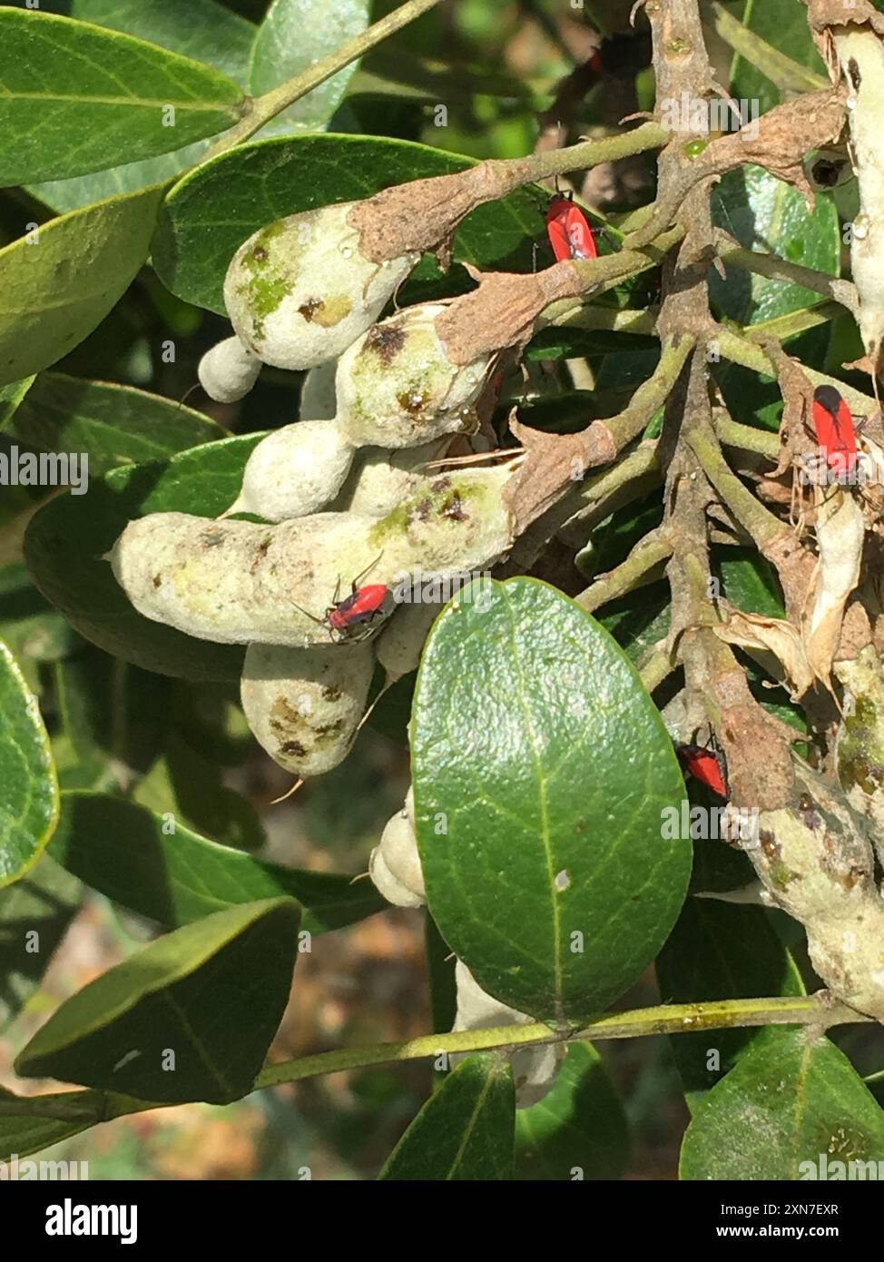 Mountain Laurel Scarlet Mirid (Lopidea major) Insecta Stock Photo - Alamy