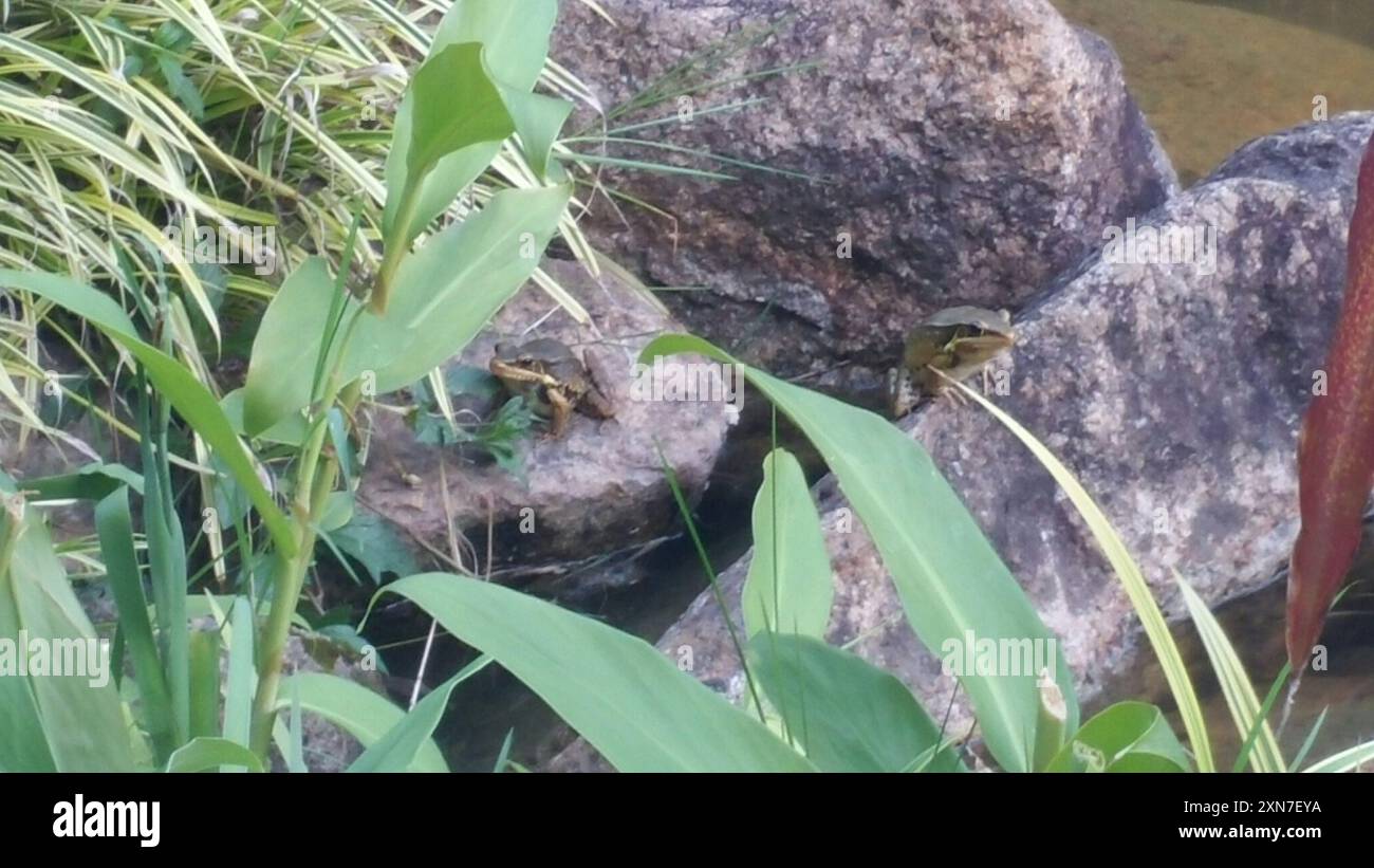 Guenther's Frog (Sylvirana guentheri) Amphibia Stock Photo - Alamy
