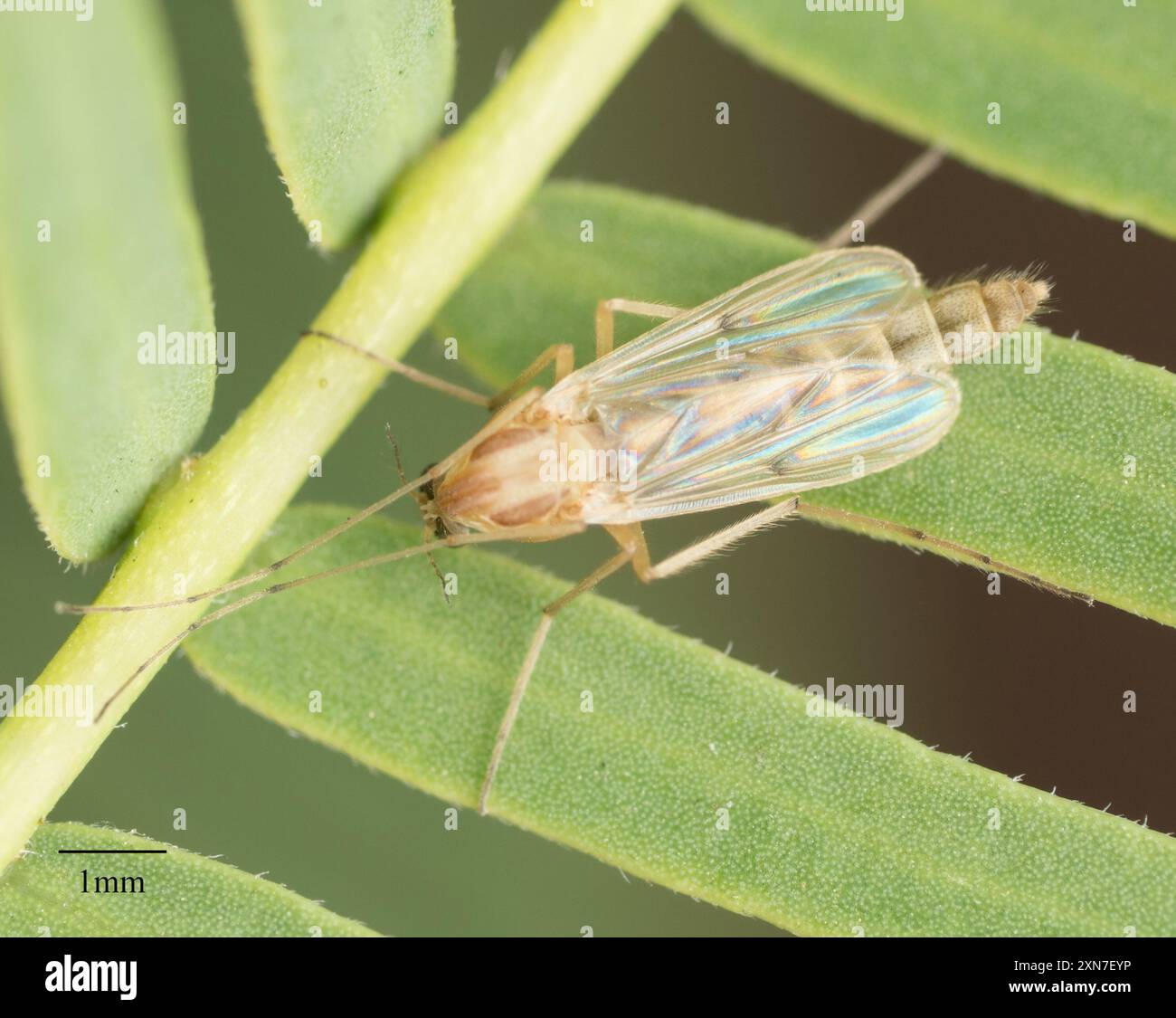 Non-biting Midges (Chironomidae) Insecta Stock Photo - Alamy