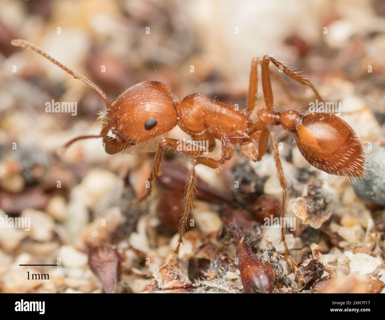 Typical American Harvester Ants (Pogonomyrmex) Insecta Stock Photo - Alamy