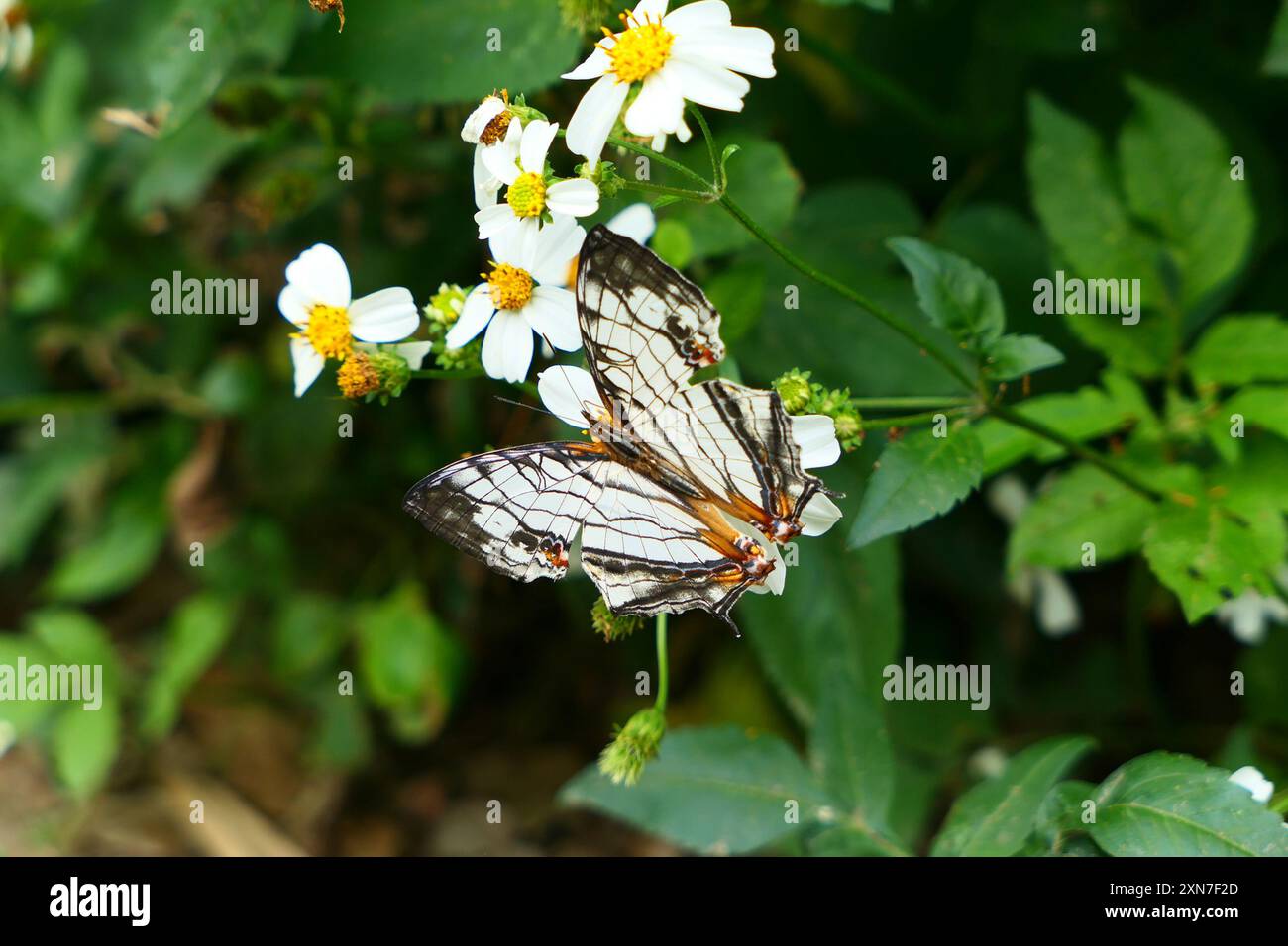 Common Mapwing (Cyrestis thyodamas) Insecta Stock Photo - Alamy
