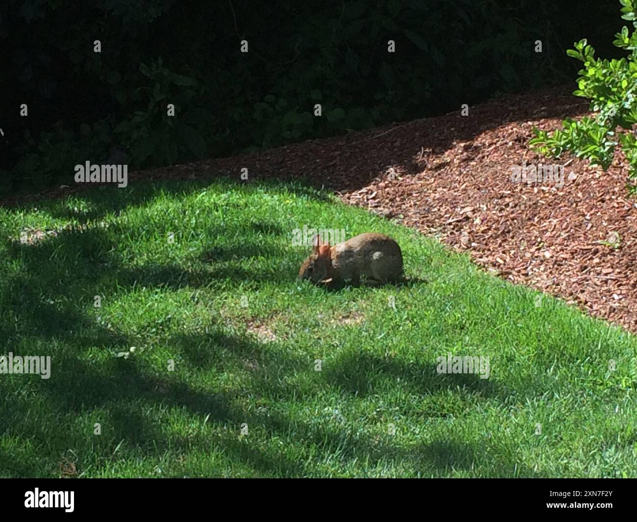 Eastern Cottontail (Sylvilagus floridanus) Mammalia Stock Photo - Alamy