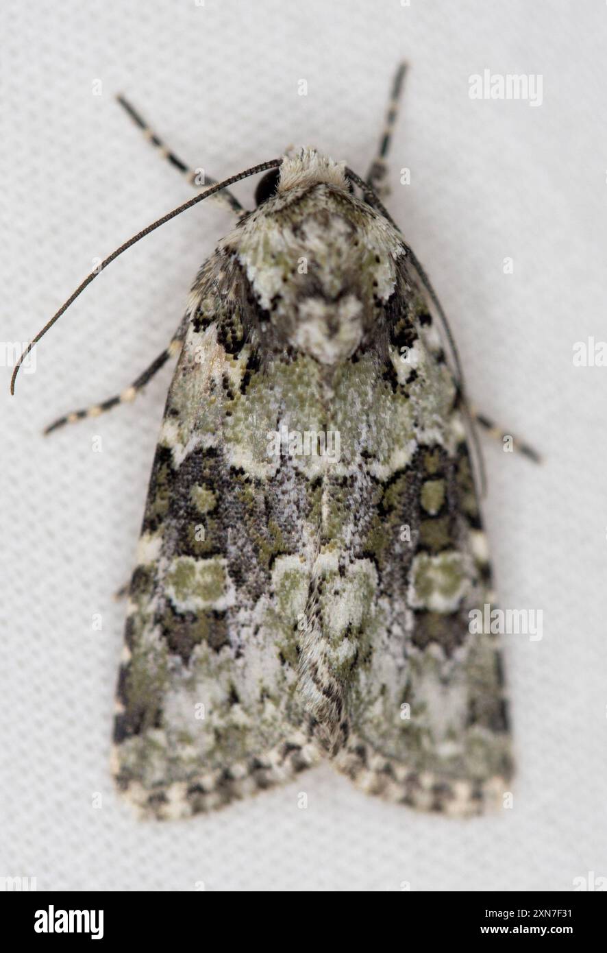 Owlet Moths and Allies (Noctuoidea) Insecta Stock Photo - Alamy