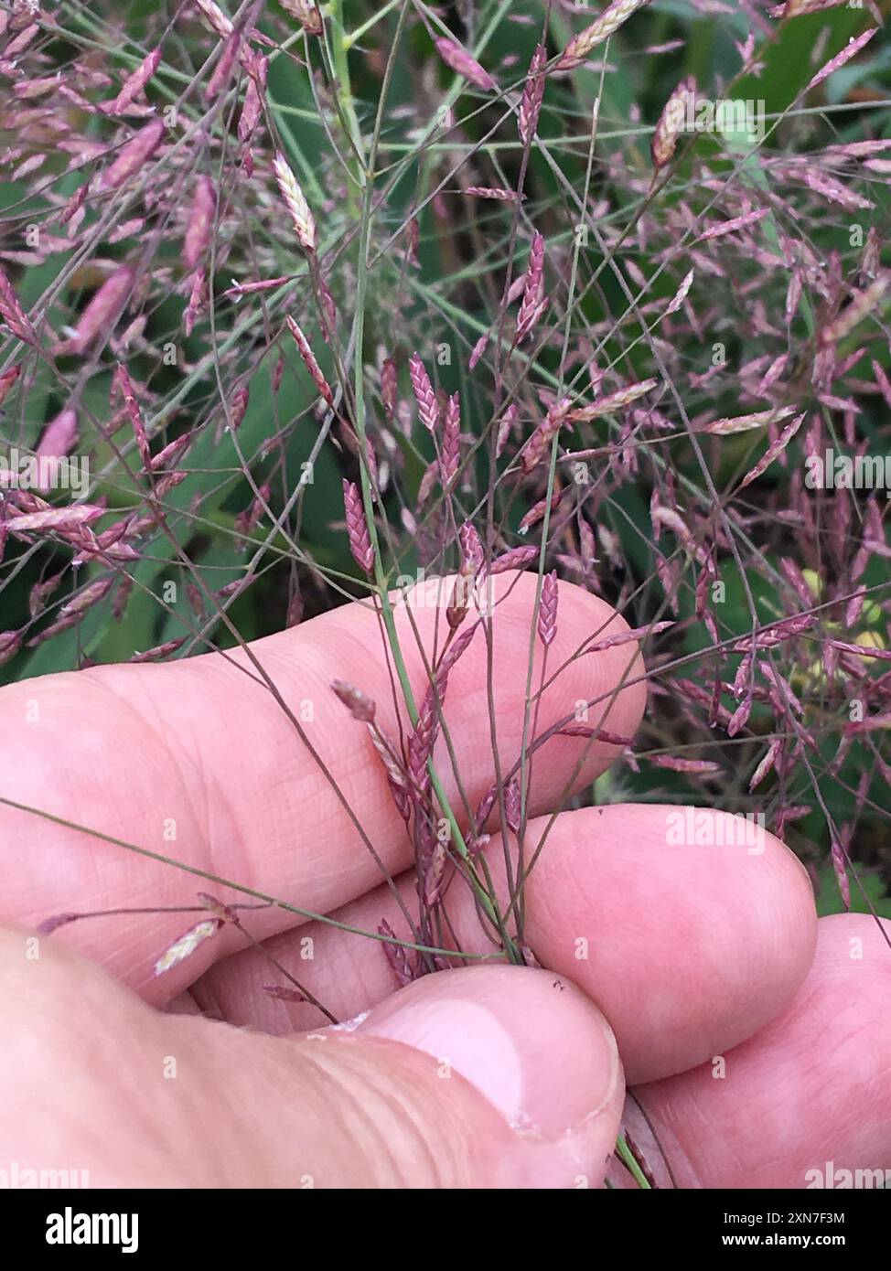 Purple Lovegrass (Eragrostis spectabilis) Plantae Stock Photo - Alamy