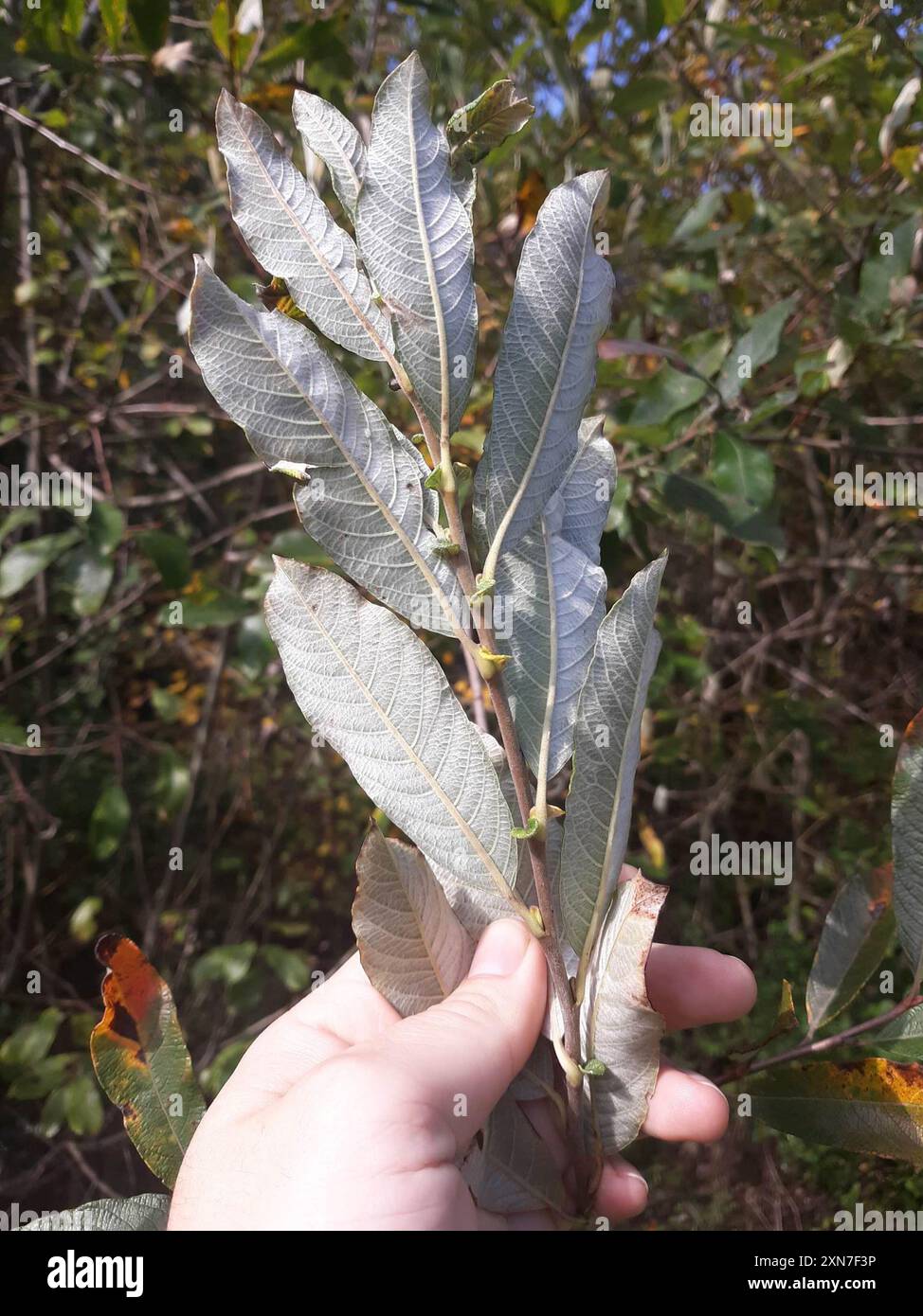 Sitka willow (Salix sitchensis) Plantae Stock Photo - Alamy